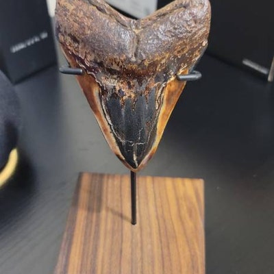 Cutom Sized Megalodon Shark Tooth Stand. Powder Coated Metal and High ...