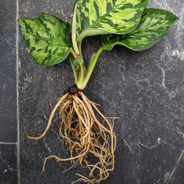 Boho Propogation Station - Etsy