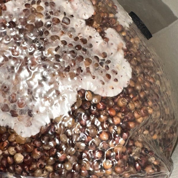 3 Pack | 5lb Milo Sorghum Grain Spawn| Sterilized Grain for Mushrooms ...