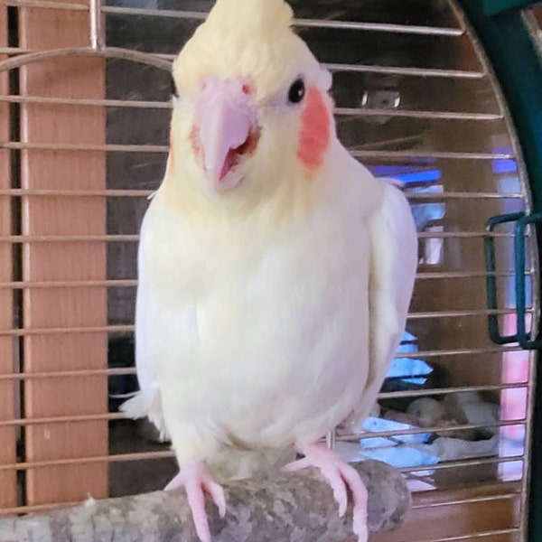 Natural Silver Birch Hardwood Round Log Slices Rustic Green Hard Wood ...