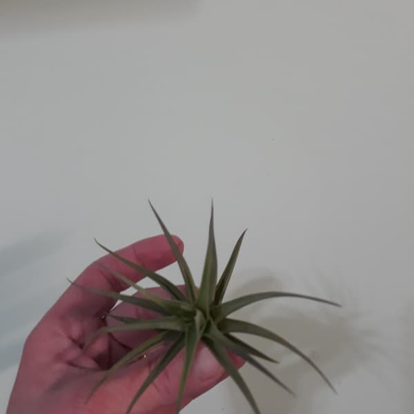 Tillandsia Aeranthos Air Plant - Carnation of the Air - 30 Day ...