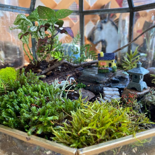 Pine Island Terrarium in Mini Glass Bowl - Etsy