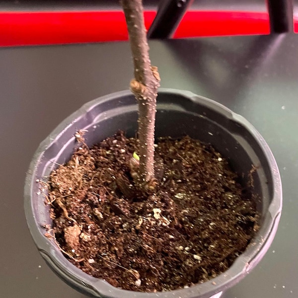 Blushing Lilac Cuttings 'krasavitsa Moskvy' Live Plant Cutting No Roots ...