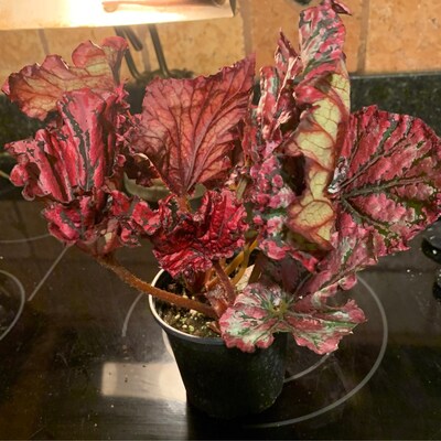 Rex Begonia 'ruby Slippers' BFF Exclusive - Etsy
