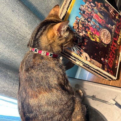 Dusty Blue Flower Dog Collarwedding Dog Collardog Birthday - Etsy