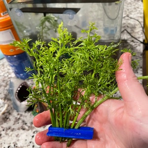 BUY 2 GET 1 FREE Water Sprite water Fern Indian Fern Easy - Etsy