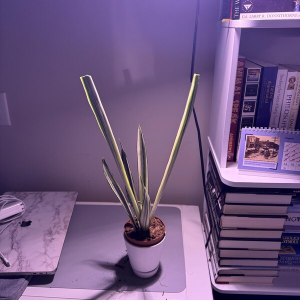 Marcus Pumpkin Avocado Tree , “cold Hardy” Grafted in 3 Gallons Pot, No ...