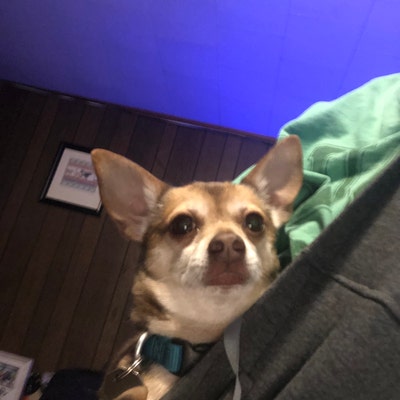 Lof Dog No Pull H-type Harness With Handle, Designed to Fit Dogs Body ...