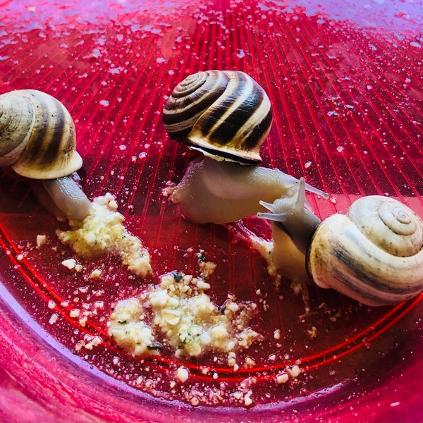 Sampler Pack #1 - Multiple Flavors of Snail Food - Protein Based Snail ...