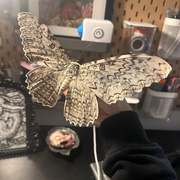 Anaea Ryphea One Real Butterfly Red Pink Peru - Etsy