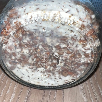 6 Grain Spawn Mason Jar Lids Wide Mouth for Mycology Value Cap - Etsy