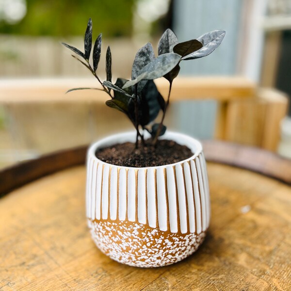 Fresh Black Raven ZZ Zamioculas Zamiifolia Live Houseplant - Etsy