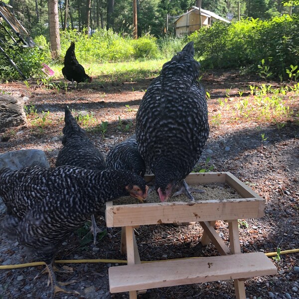 Chicknic Picnic Table for Chickens - Etsy