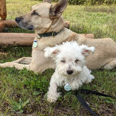 Cloud Pet Tag, Lightweight Custom 3D Printed Tags - Etsy