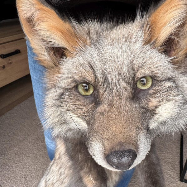 Weasel Slap Bracelet, Sherman the Ermine, White Ermine Slap Bracelet ...