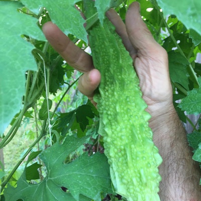 Bitter Gourd INDIA, Kakarakaya Seeds, Bitter Melon, Karela, Balsam ...