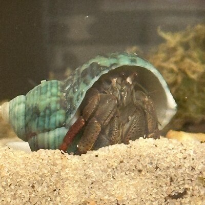 Conch Florida King Crown Conch Seashell Handpicked on Marco Island or ...