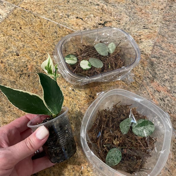 Hoya Mathilde Splash/silver UNROOTED - Etsy