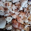 Bulk Seashells, Bulk Shells, Bulk Sea Shells, Shell Art, Seashell ...