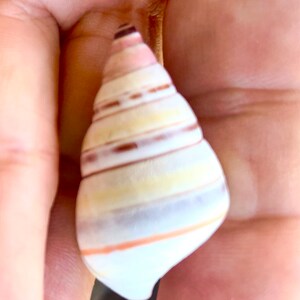 White Indian Volute Melon Shell 67 1 PC Large - Etsy