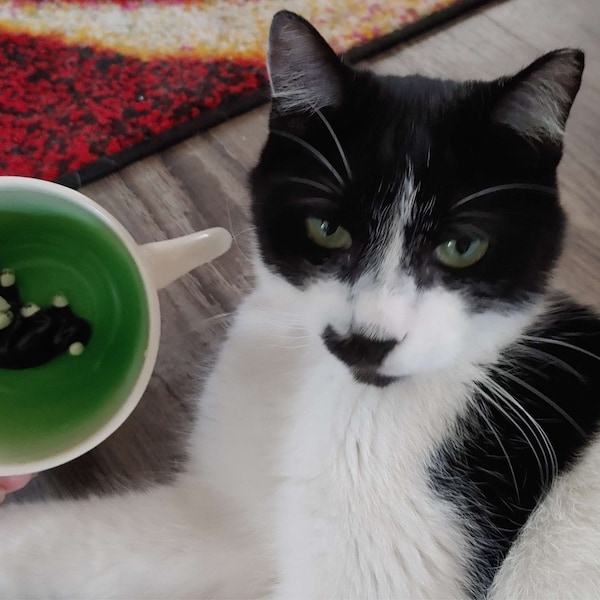 Black Spotted Cat, Peekaboo Teacup in Stock - Etsy