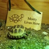 Personalised Wooden Tortoise Name Plaque/hanging Sign - 4 Designs ...