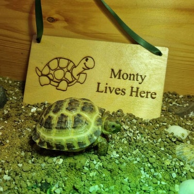 Personalised Wooden Tortoise Name Plaque/hanging Sign 4 Designs ...