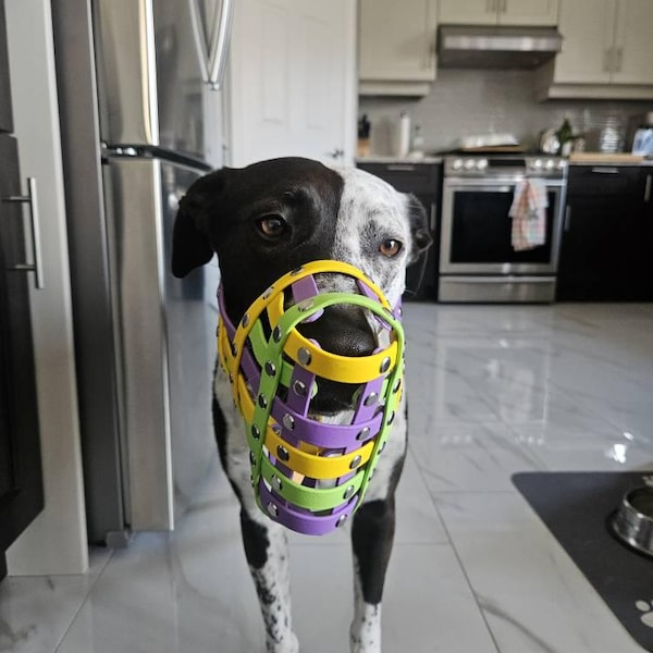 Custom Made to Measure Colourful Biothane Dog Muzzle - Ultra Adjustable ...