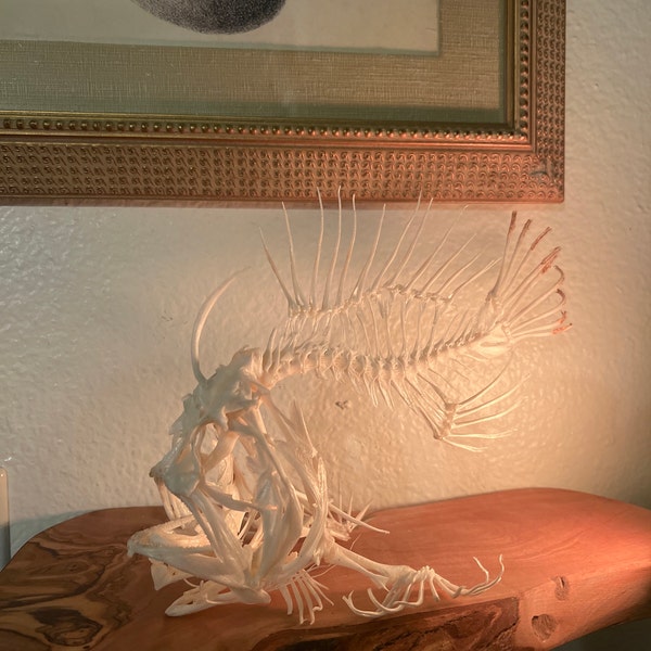Real Frogfish Skeleton, Anglerfish, Antennariidae, Fish Taxidermy ...