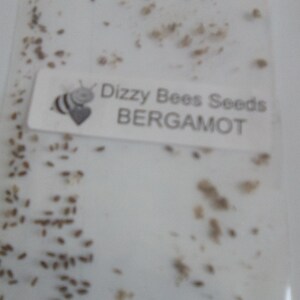 CUCAMELON Mouse Melon SEEDS Dizzy Bees Urban Garden | Etsy Canada