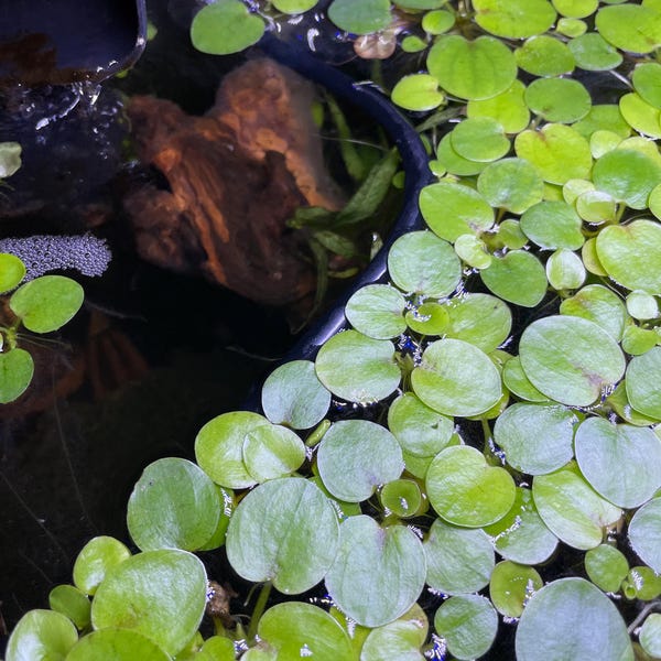 Aquarium Floating Plant Corral for Small Tanks With Low Surface Flow ...