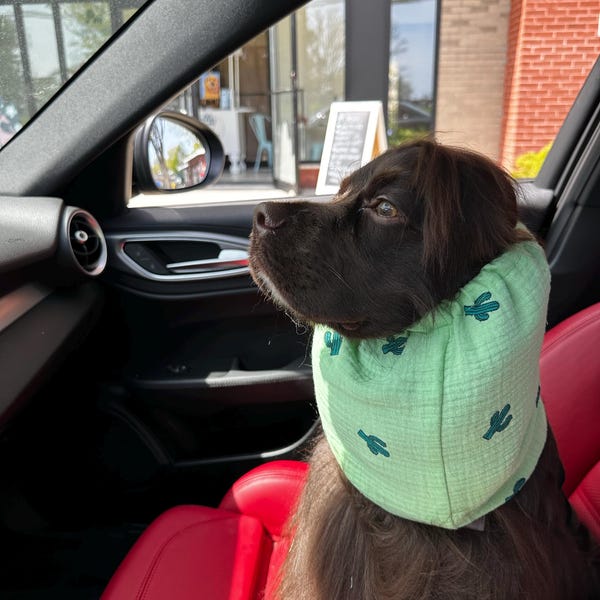 Waterproof Dog Snood | Cocker Spaniel Snood | Basset Hound Snood ...