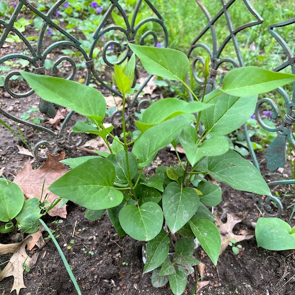 Mini Blues Blueberry Bush - 1 Live Plant- TLMAGIC - Etsy