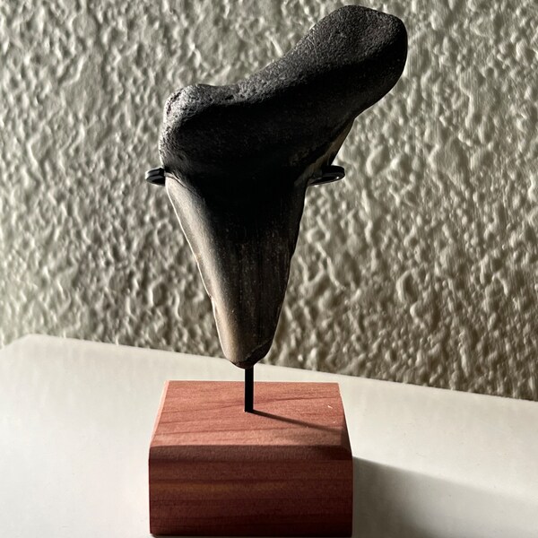 Extra Large Megalodon Shark Tooth Stand - Shark Teeth Stand Custom ...