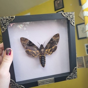 Real Framed Butterfly Handmade Shadow Box Insect Frame Taxidermy ...
