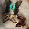 OVERSTOCK: Spread Penthicodes Pulchella, Lanternflies 2-pack - Etsy