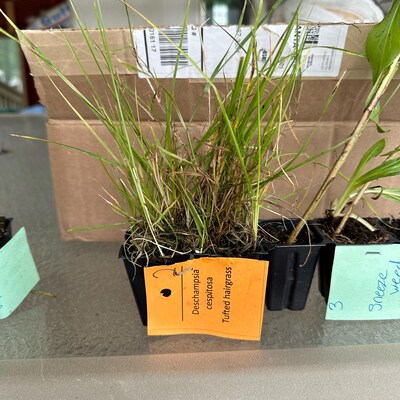 Carex Lurida Shallow Sedge Bareroot Wetland Restoration Live Plant ...