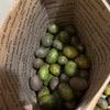 3LBS Fresh Dwarf June Plums - Always Freshly Picked - ** We Are ...