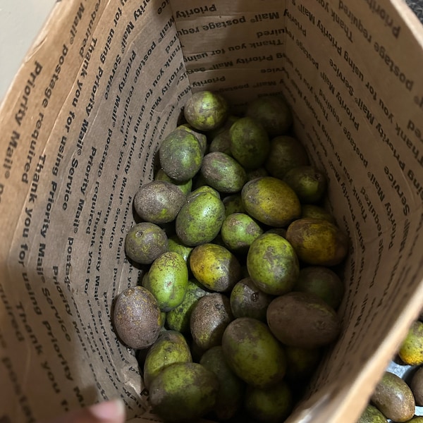 3LBS Fresh Dwarf June Plums - Always Freshly Picked - ** Pre Orders ...