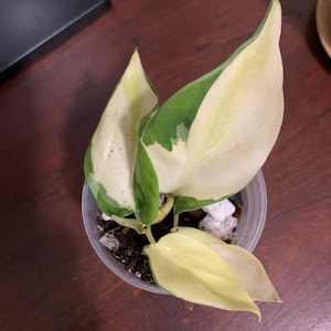 Epipremnum Aureum japanese Global Pothos Fully Rooted Extremely Rare ...