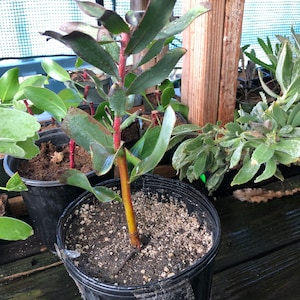 ONE Protea Empress New Variety 1gal Plant - Etsy