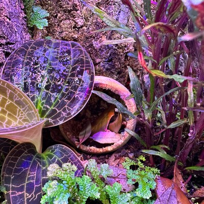 Lotus Head Pod Isopods Vivarium Bioactive Terrarium Isopod - Etsy