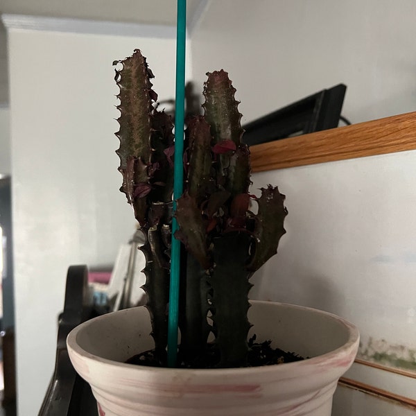 African Milk Tree, Euphorbia Trigona 4 Inch Pot, Red Original Color ...