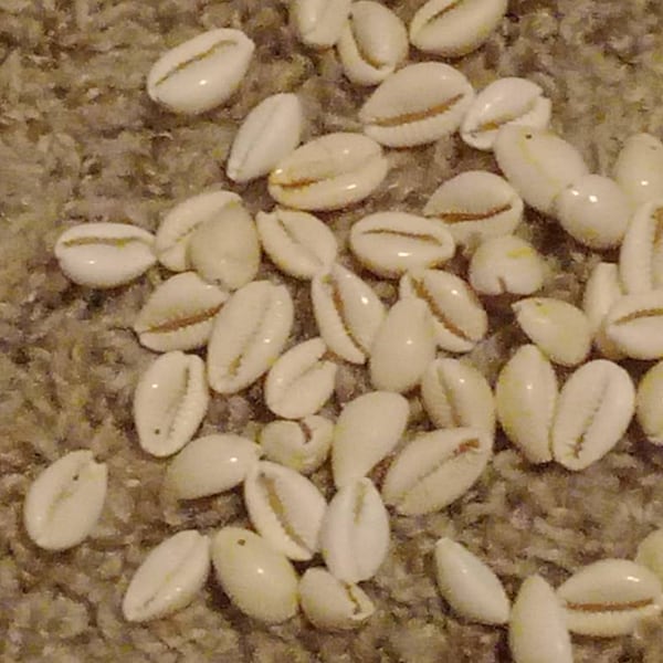 46 Beige Drilled Cowrie Shells Large: Natural Seashell Shells for ...