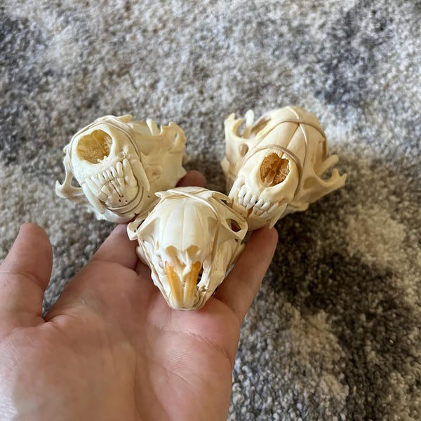 10 Deer Distal Phalanx Bones Phalanges Knuckle Bones - Etsy