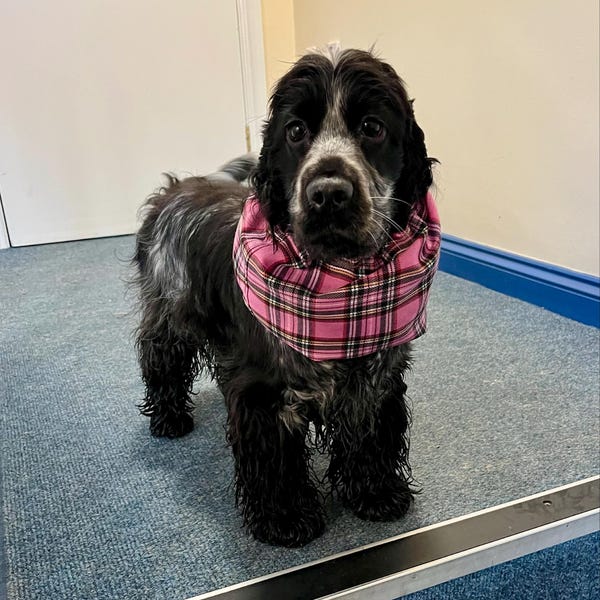 Redgranate,snood for Cocker Spaniel ,dog Snood, Dog Protector, Ears ...