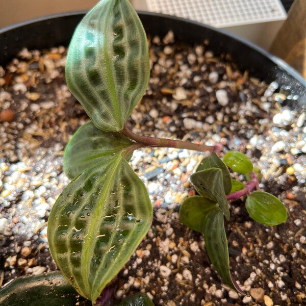 Geogenanthus Poeppigii Starter Plant (ALL STARTER PLANTS Require You to ...