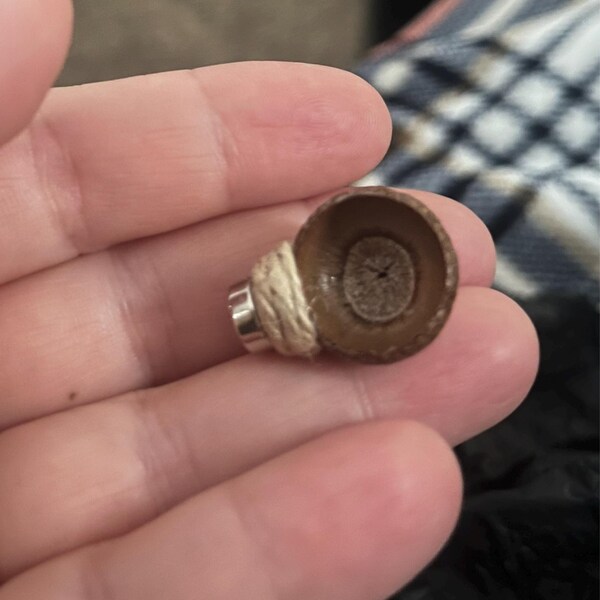 Jumping Spider Magnetic Acorn Ledge/hide - Etsy