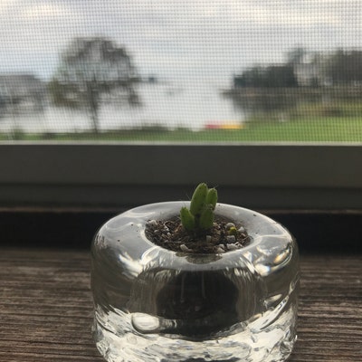 Apple Cactus Live Cacti Terrarium Flower Miniature Plants Living Inside ...