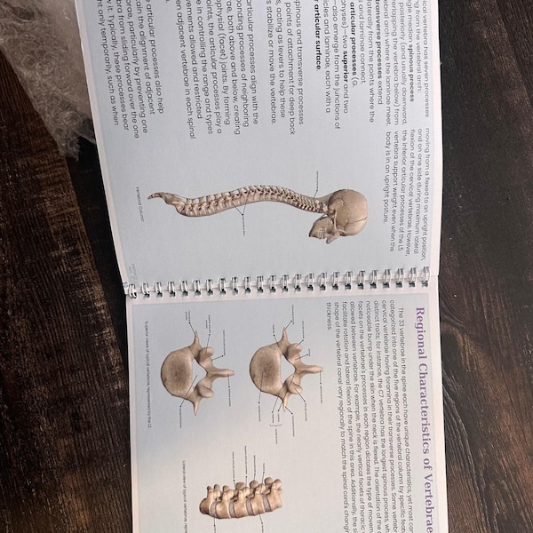 Skeletal System Anatomy Study Guide | Medical & Nursing School Resource ...
